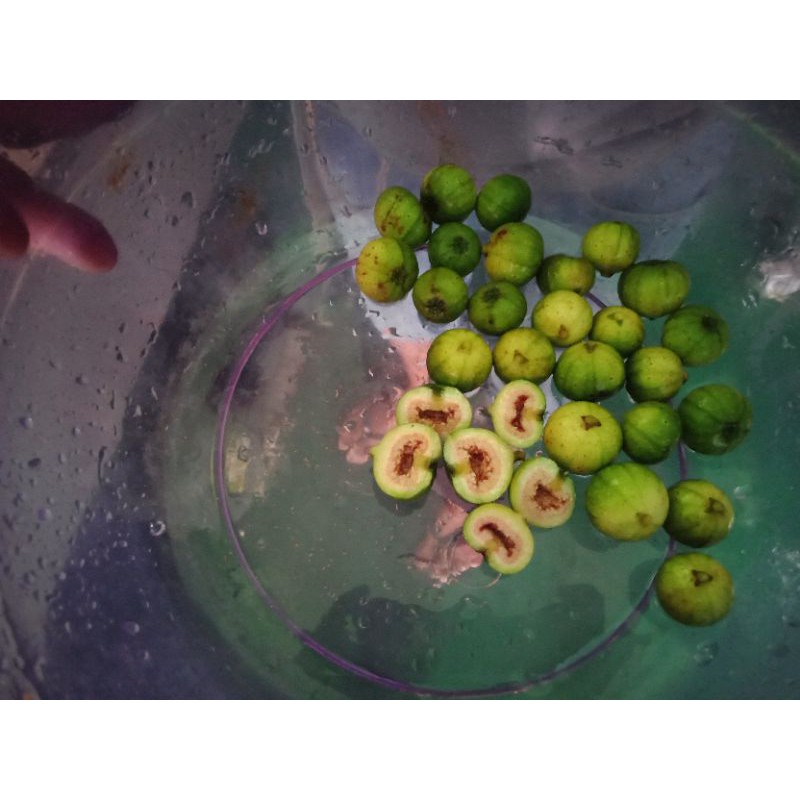 Tibig | Tubog | Philippine Fig | Rooted cutting | Water tree Rooted ...