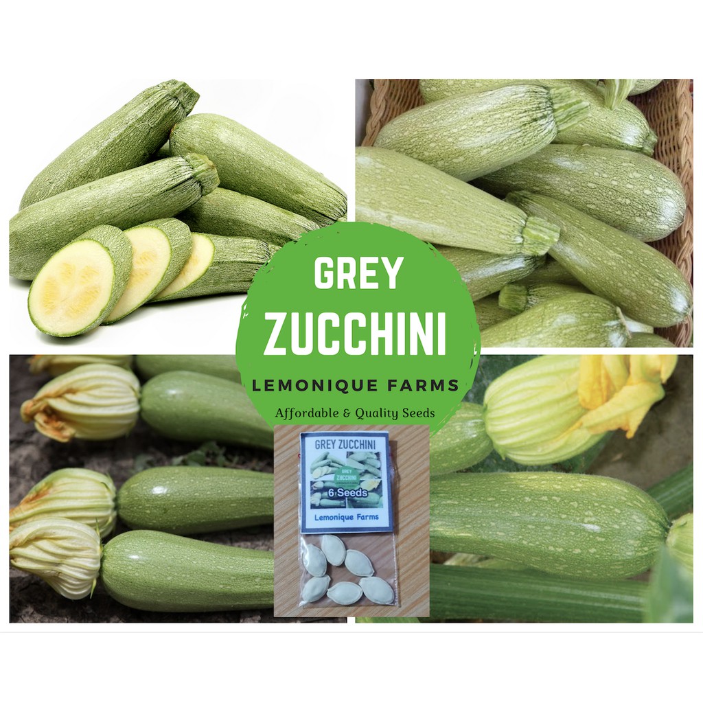 Grey Zucchin Seeds | Mexican Gray Squash Seeds | Shopee Philippines
