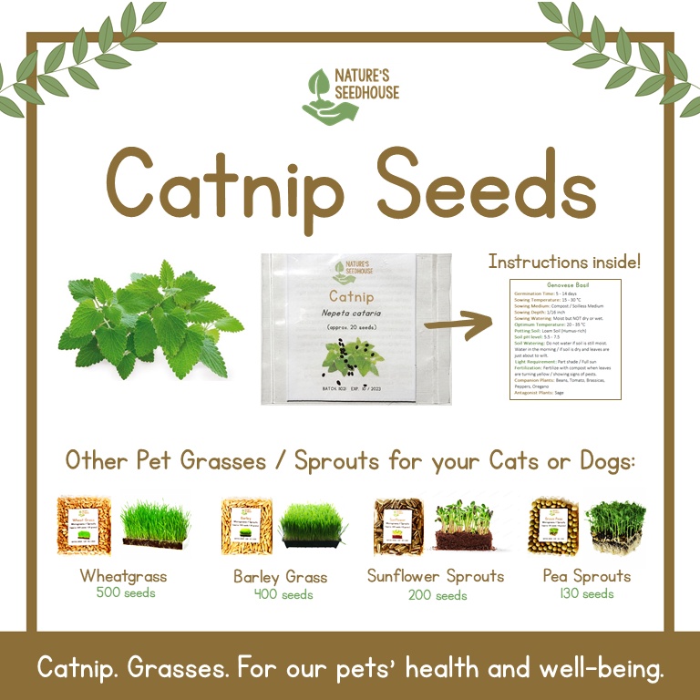 Shop catnip plant for Sale on Shopee Philippines