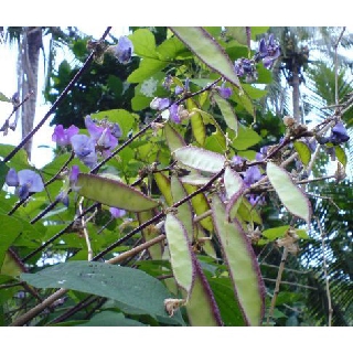 Batao Seeds - Vegetable Seeds | Shopee Philippines