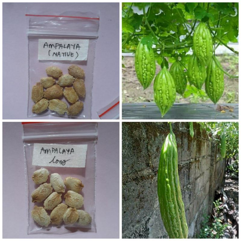 Varieties of ampalaya seeds (homegardening) | Shopee Philippines