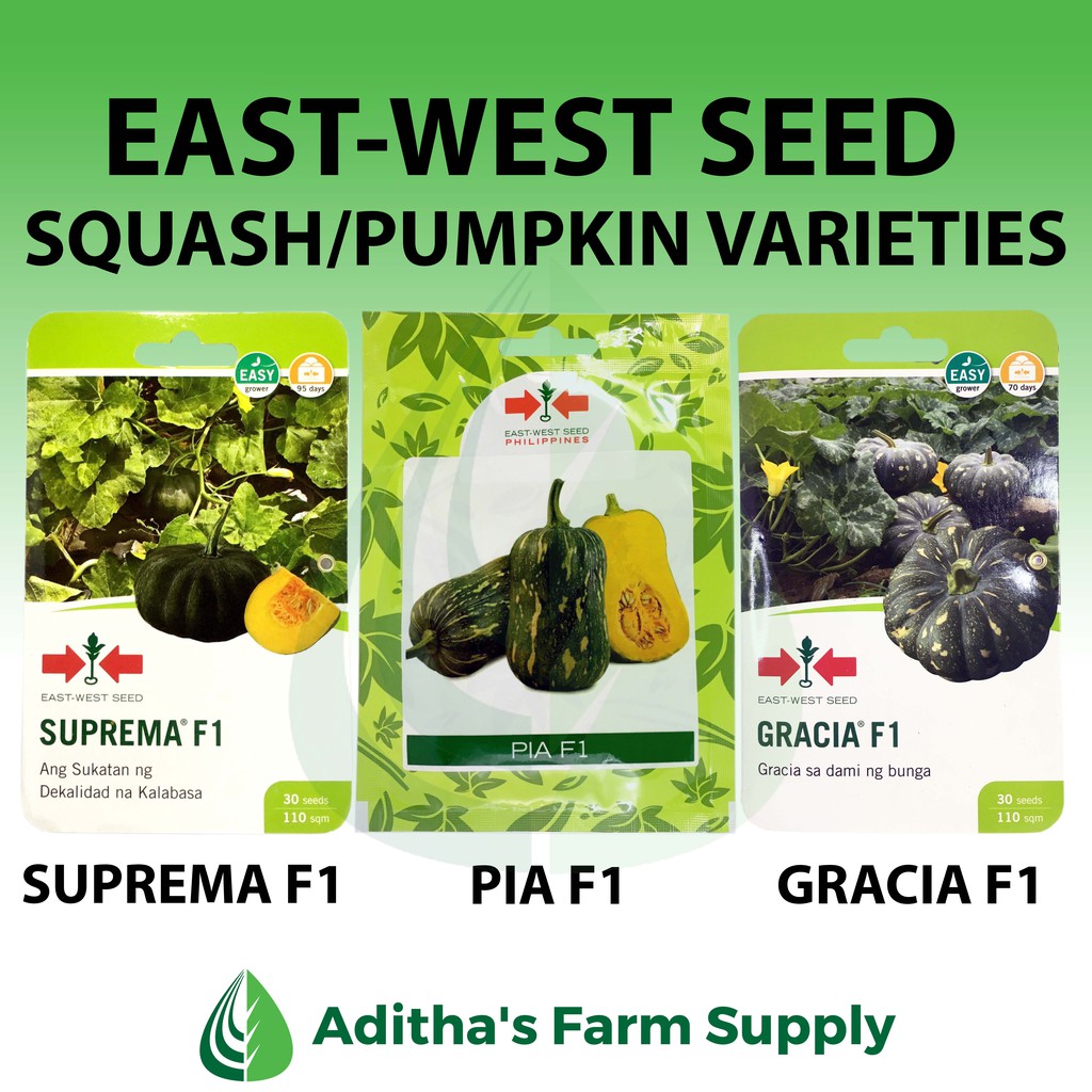 East-West Seed: Squash/Pumpkin/Kalabasa Hybrid Varieties (Sophia F1 ...