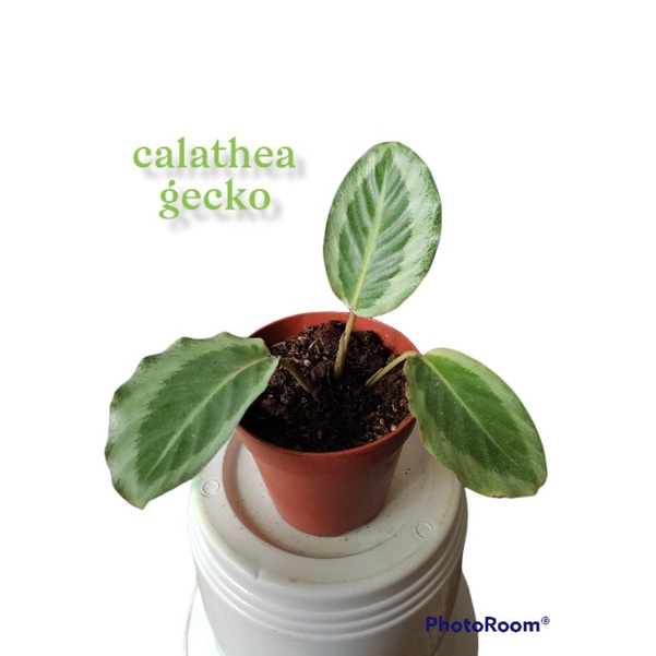 Calathea Gecko /Larra Thea's Affordable | Shopee Philippines