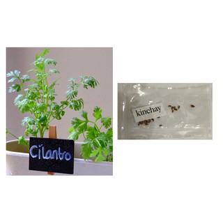 Kinchay cilantro chinese parsley herb seeds | Shopee Philippines