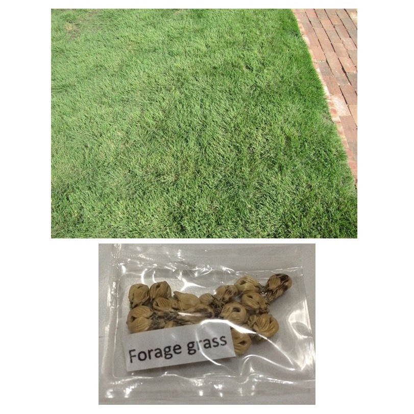 bison buffalo grass forage seeds buffalograss | Shopee Philippines