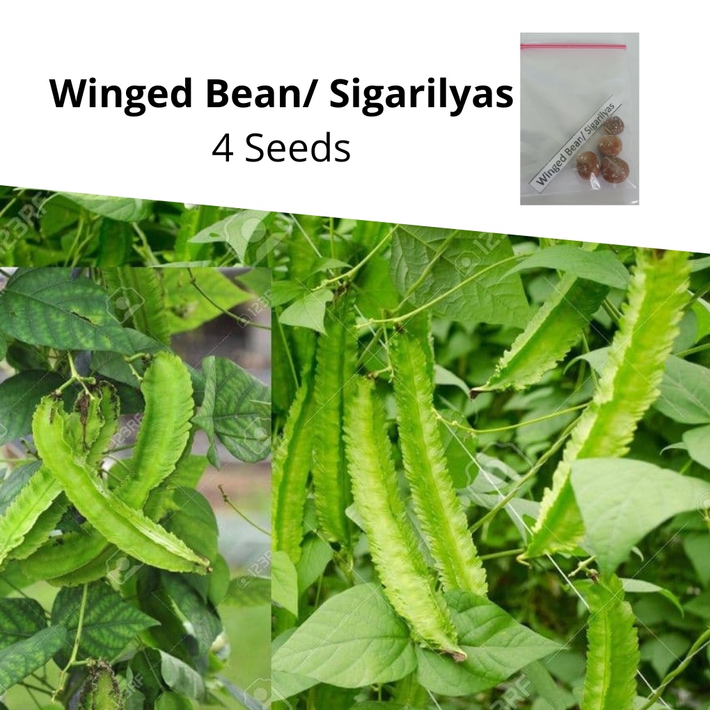 Winged Bean/ Sigarilyas Seeds | Shopee Philippines