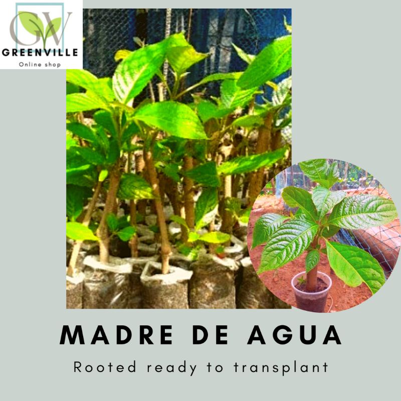 MADRE DE AGUA cuttings ROOTED. (100% May ugat at buhay na. Pwede na ...