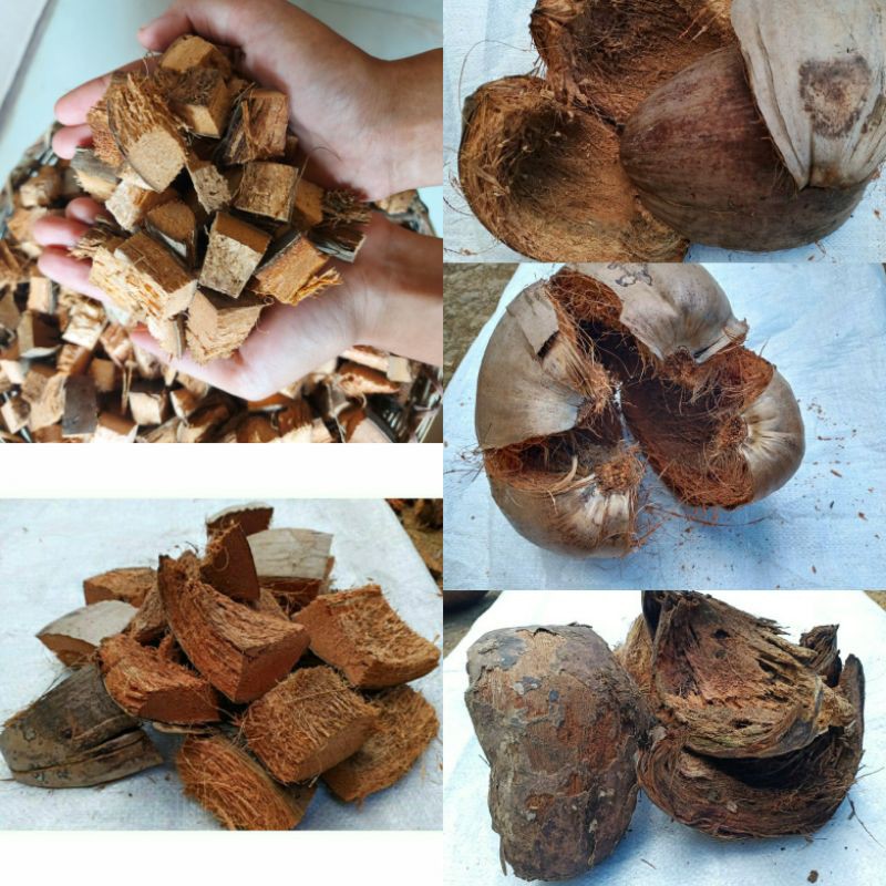 Coco Chips/Coco Chops/Coconut Husk/ Bunot for orchids | Shopee Philippines