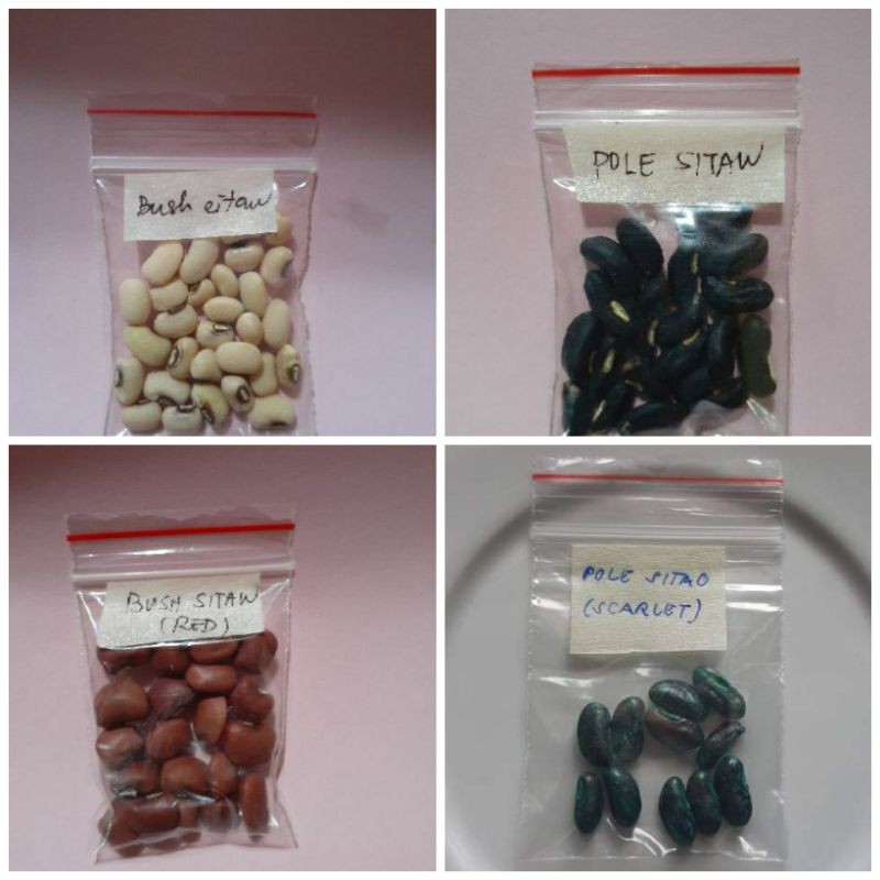4 varieties of sitaw: bush sitaw, red bush sitaw, pole sitaw, red pole ...