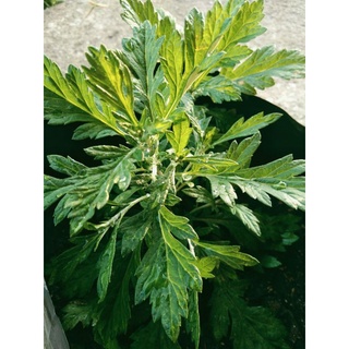 Damong Maria / Artemisia vulgaris Linn (Maidenwort)/ Hilbas (Bisaya ...