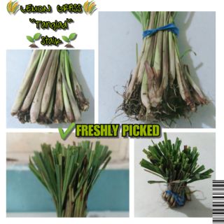 tanglad - Prices and Online Deals - Aug 2020 | Shopee Philippines