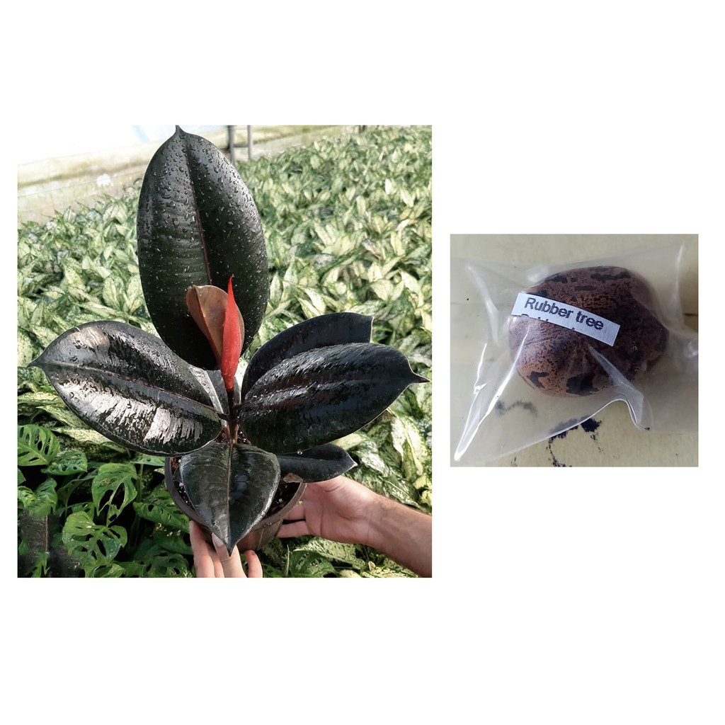 ficus elastica rubber tree black prince plant seed seeds | Shopee ...