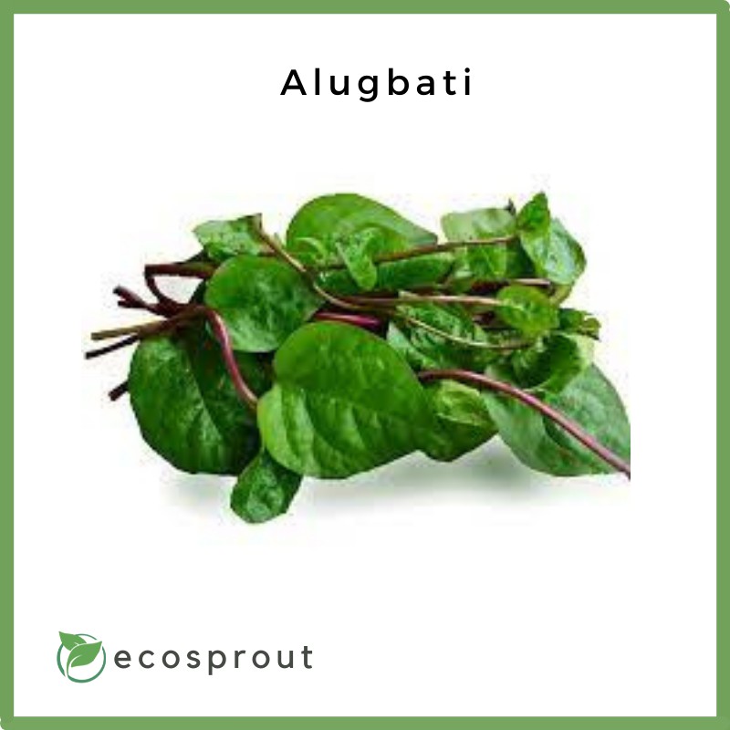 Fresh Alugbati | Fresh Alokbati Malabar Spinach | 100g | Fresh ...