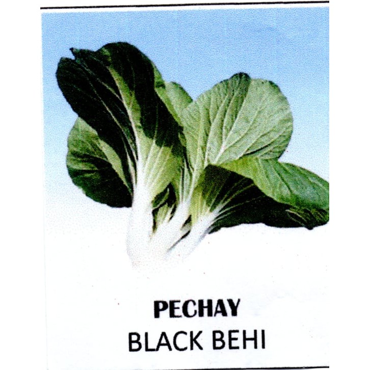 Pechay seed (per pack) | Shopee Philippines