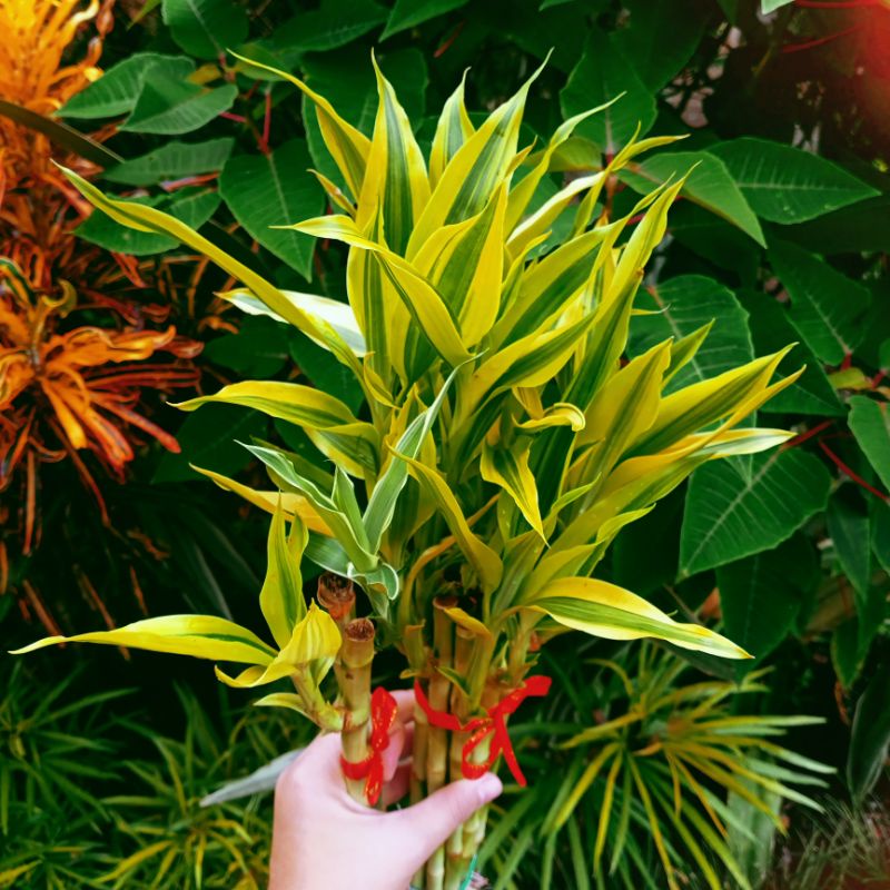 1pc lucky bamboo SMALL SIZE with freebies!!, indoor or outdoor, perfect ...