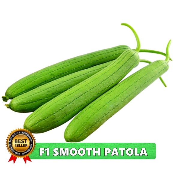 VALUE PACK/4PCS SEEDS - F1 SMOOTH PATOLA LONG/HYBRID/EASY TO GROW/HIGH ...