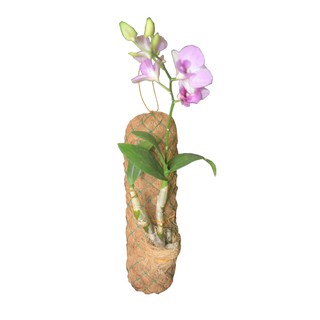 COCO FIBER WATTLES| 40cm Coco Wattles Best for Orchids and Hanging ...