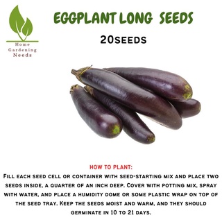 TALONG SEEDS VARIETIES - TALONG HABA PURPLE ROUND TISOY | Shopee ...