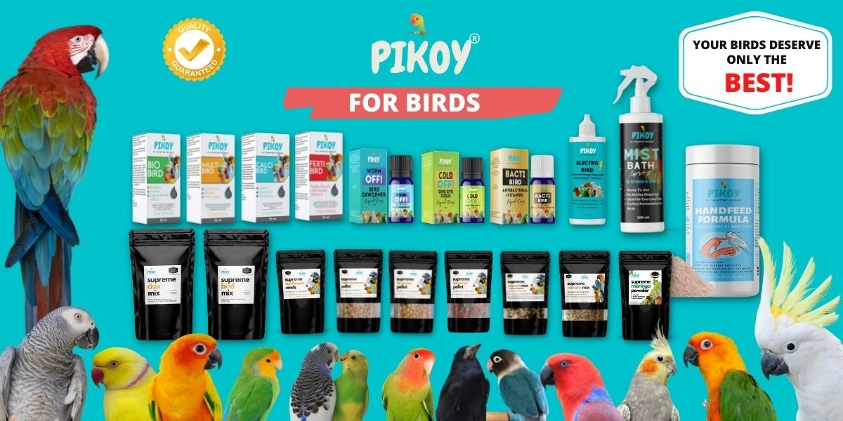 PIKOY by Munting Ibunan, Online Shop | Shopee Philippines