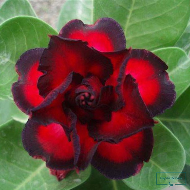 Multi-Petals Black Red Desert Rose Seeds,Adenium Obesum Seeds – Variety ... Multi-Petals Black Red Desert Rose Seeds,Adenium Obesum Seeds – Variety ...