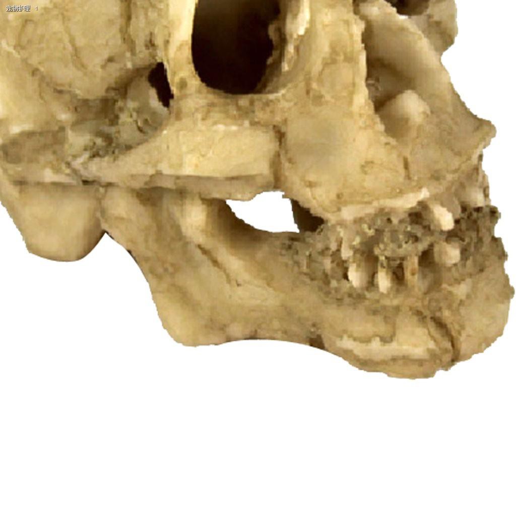 Reptile Terrarium Landscaping Human Skull DIY Aquarium Decoration | BeeCost