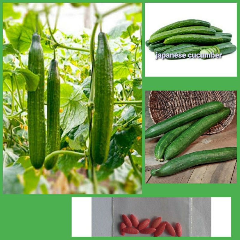 Japanese Cucumber seeds | Shopee Philippines
