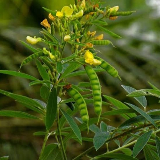 Kadyos or Pigeon Pea Seeds | Shopee Philippines