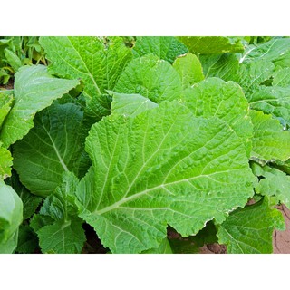 Mustard Seeds - Mustasa | Shopee Philippines