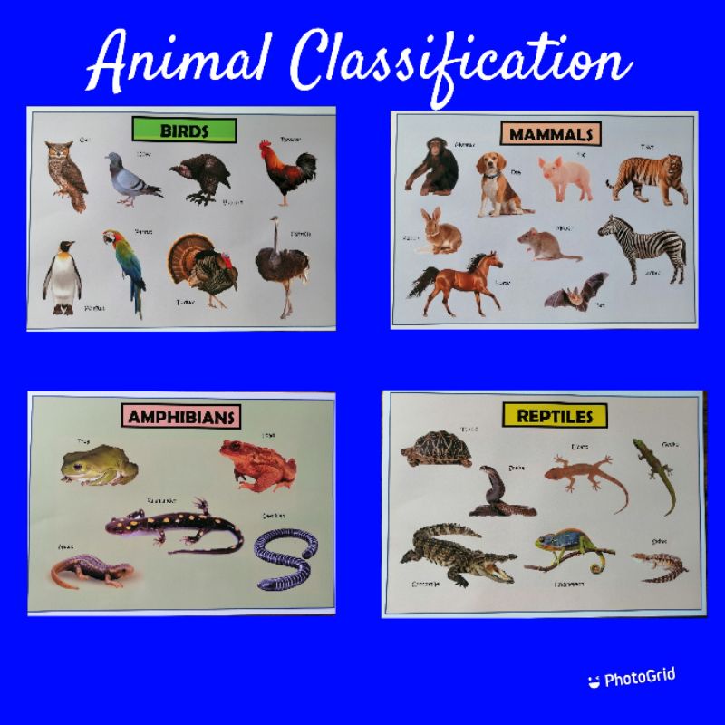 SCIENCE ANIMAL CLASSIFICATION CHART A4 SIZE Shopee Philippines