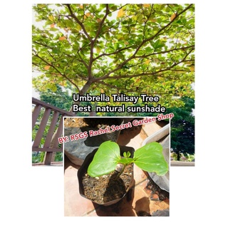 talisay tree - Best Prices and Online Promos - Mar 2023 | Shopee ...