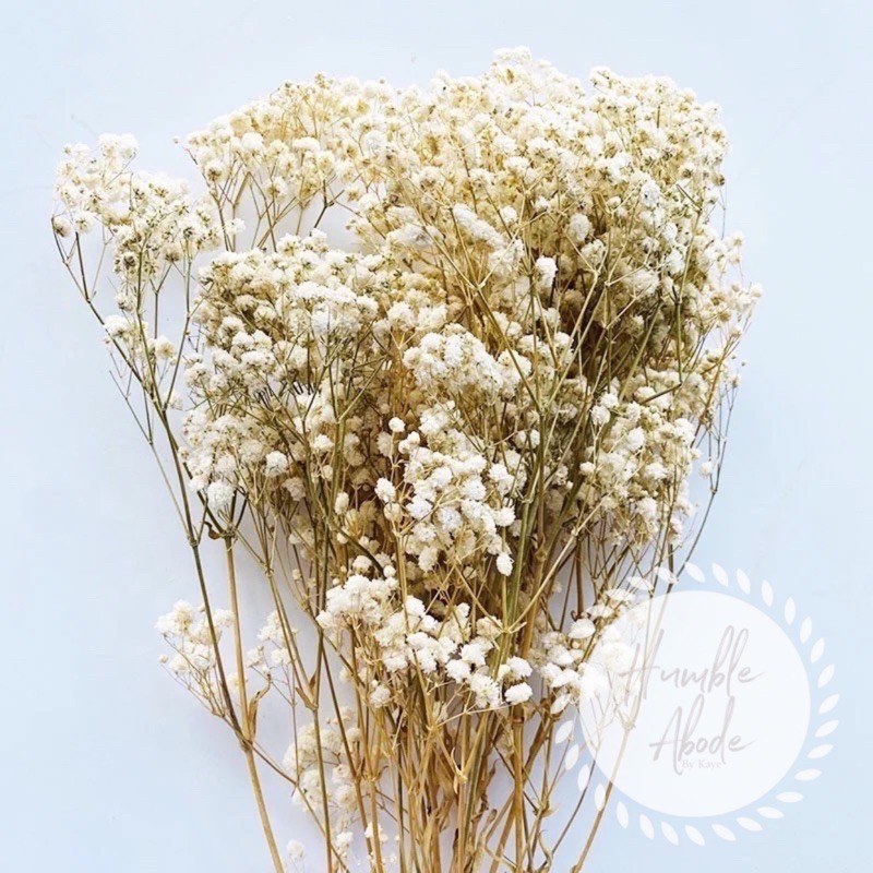Dried Flower | Dried Gypsophila | Baby’s Breath | Shopee Philippines