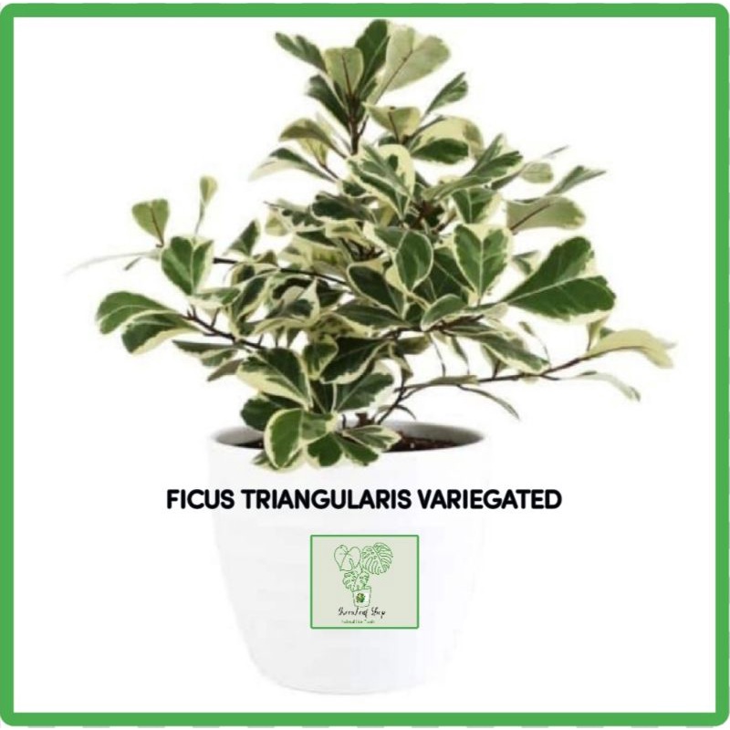 Rare Ficus Triangularis Collector's Collection | Shopee Philippines