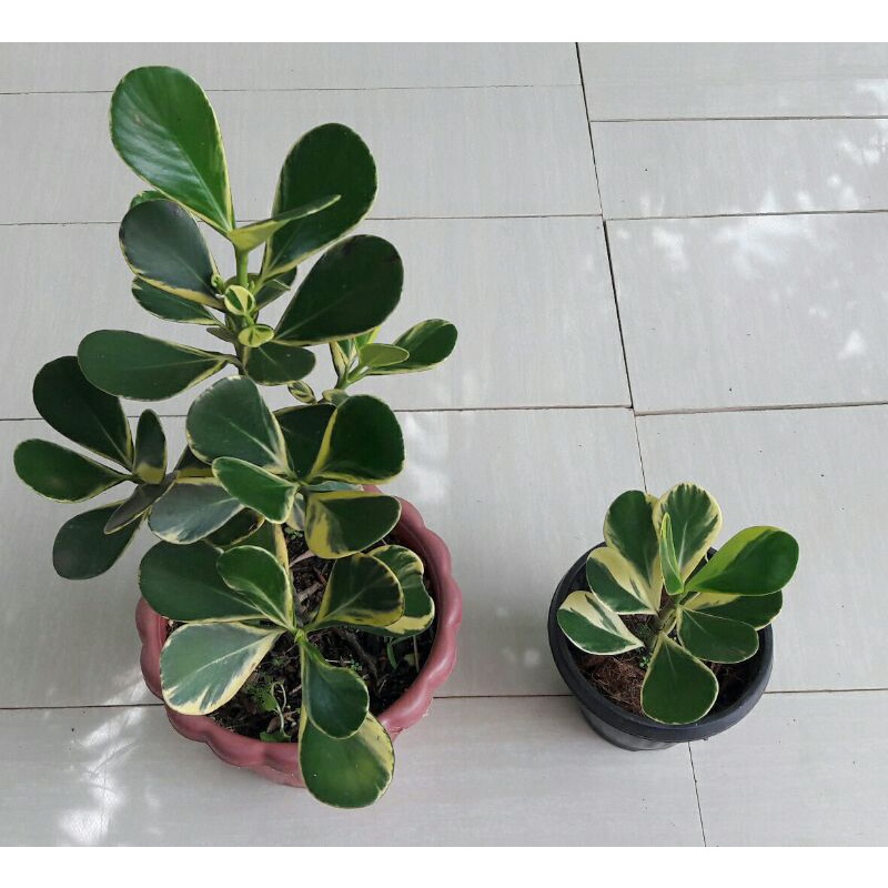 Clusia rosea variegata ( Autograph Tree ) | Shopee Philippines