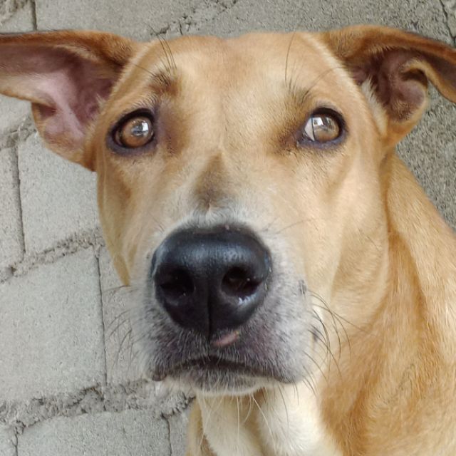 lead Singker Shop, Online Shop | Shopee Philippines