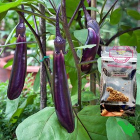 TALONG SEED`S (LONG PURPLE EGGPLANT) VARIETY | Shopee Philippines
