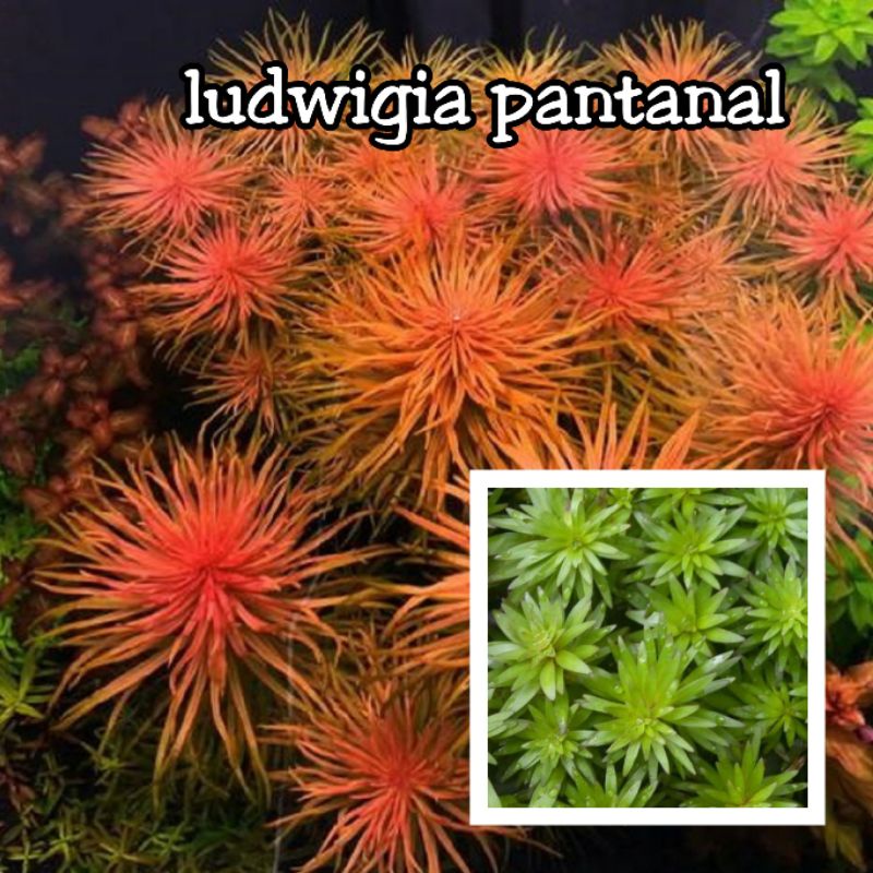 Ludwigia pantanal Aquatic plants ( 5stems ) | Shopee Philippines