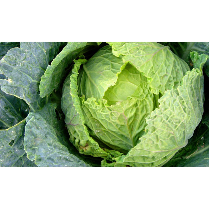 Green Cabbage Repolyo Vegetable Seeds ( 200 seeds ) - Basic Farm House ...