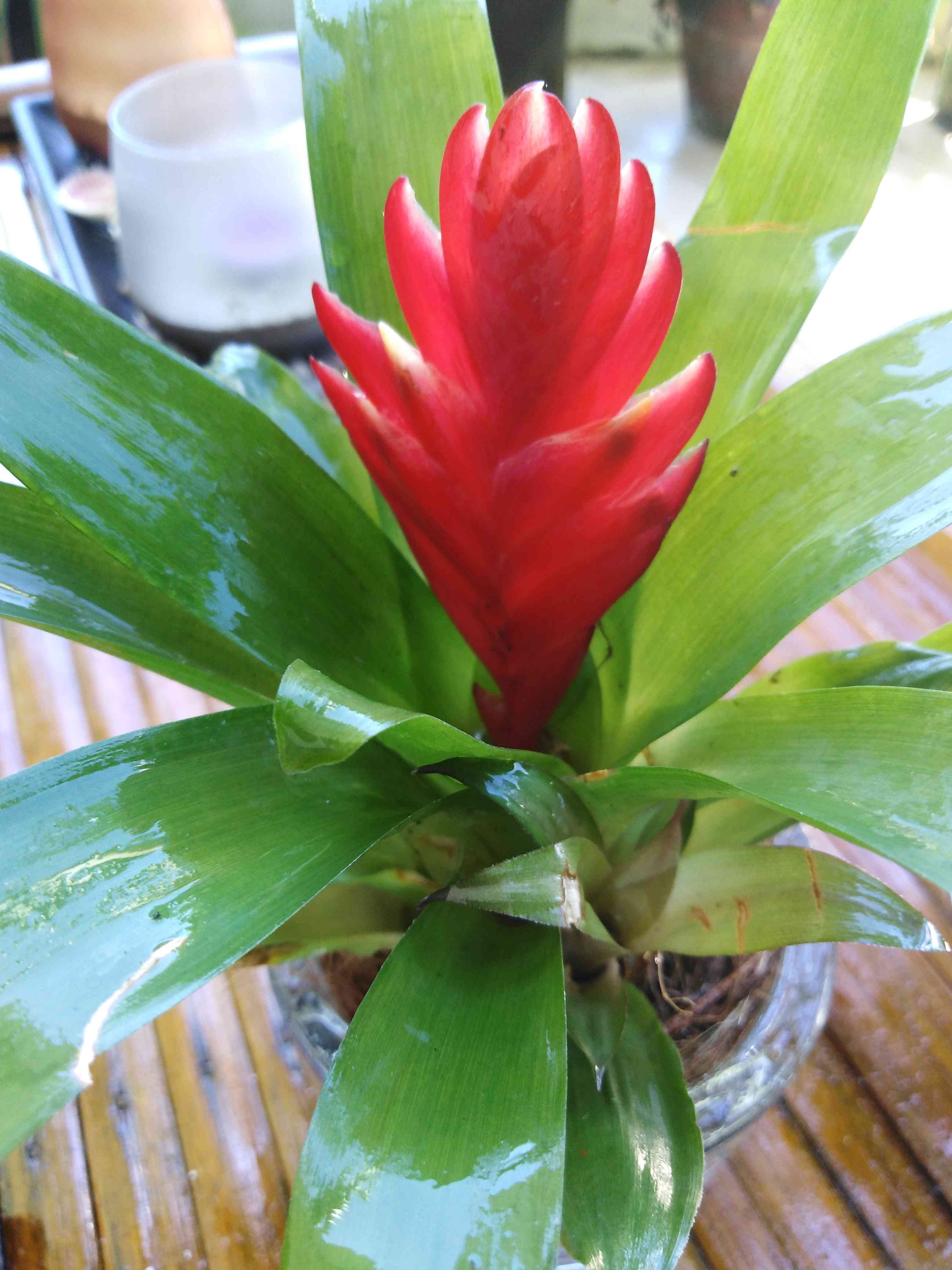 Vriesea Live Plant Mini Bromeliad Small Plant Only | Shopee Philippines