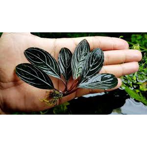Bucephalandra : buce pink lady, Skeleton king , Black swan , pearl gray ...