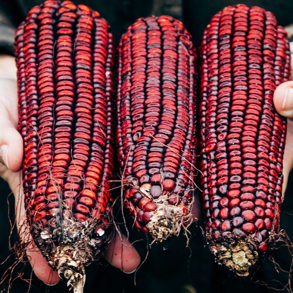 Home & Living Seeds & Seed Bombs Outdoor & Gardening 36 ORNAMENTAL CORN ...