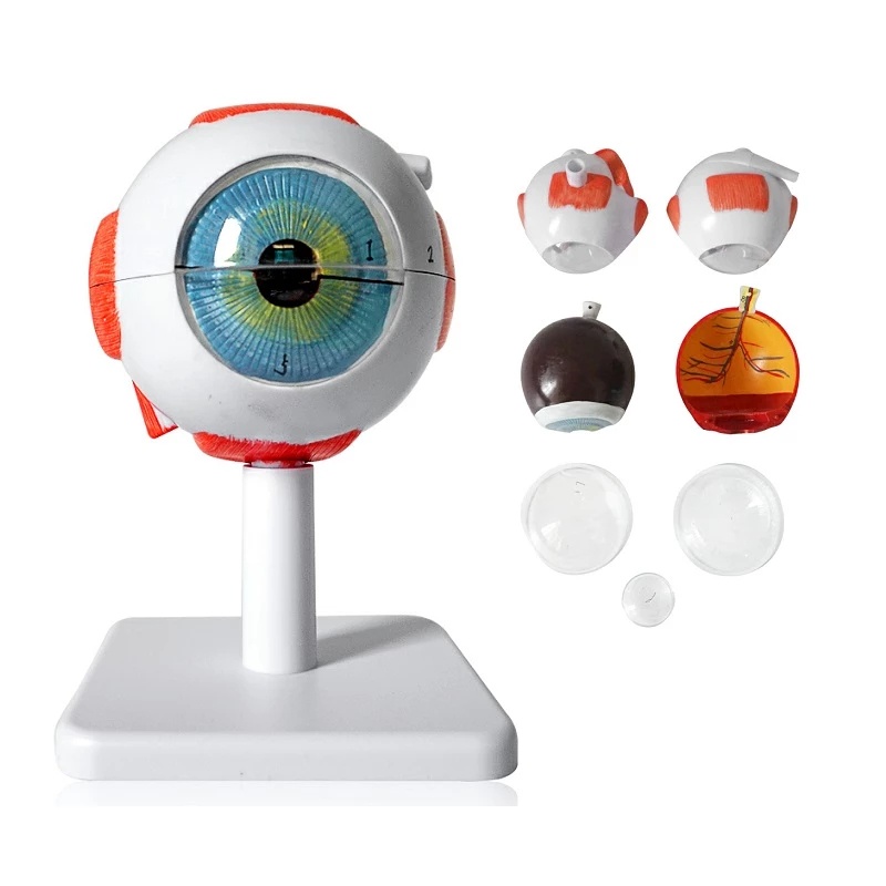 3 times Enlarged Eyeball Anatomical Structure Medical Anatomy Teaching ...