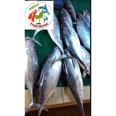 FRESH SEAFOODS FISH TULINGAN 1kg | Shopee Philippines