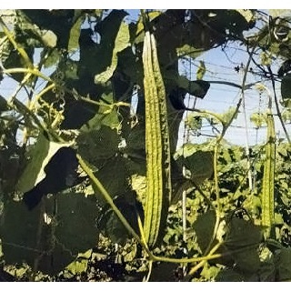 PRIMERA F1 PATOLA SEEDS BY EASTWEST GARDEN PACK | Shopee Philippines