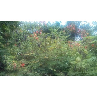 Red Caballero Tree Dwarf 8 Seeds | Shopee Philippines