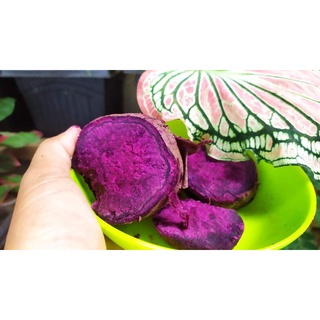Molokai Sweet Potato | Molokai kamote | kamote 1kg (COD) | Shopee ...