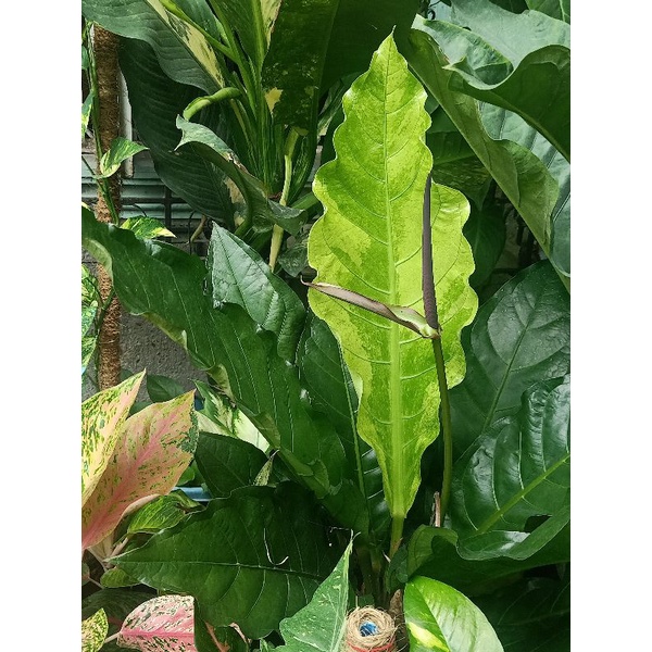XXL variegated Anthurium Foliage | Shopee Philippines