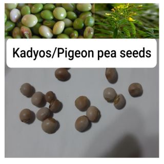 Kadyos or Pigeon Pea Seeds | Shopee Philippines