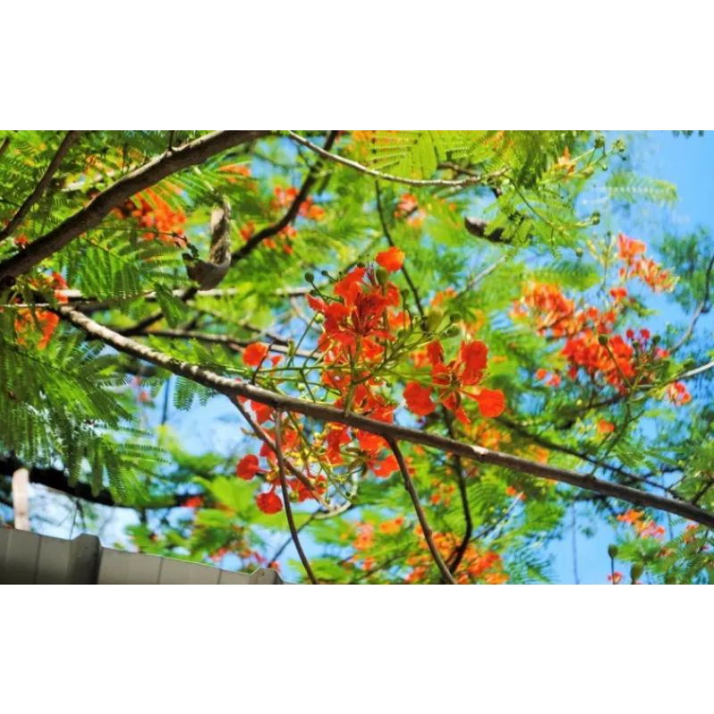 Red Caballero Tree Dwarf 8 Seeds | Shopee Philippines
