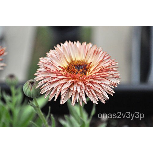 Guaranteed germination rate 20 ZEOLIGHTS CALENDULA Officinalis MARIGOLD ...