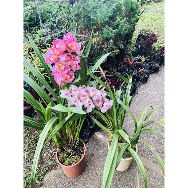rare color cymbidium 1 plant no flower | Shopee Philippines